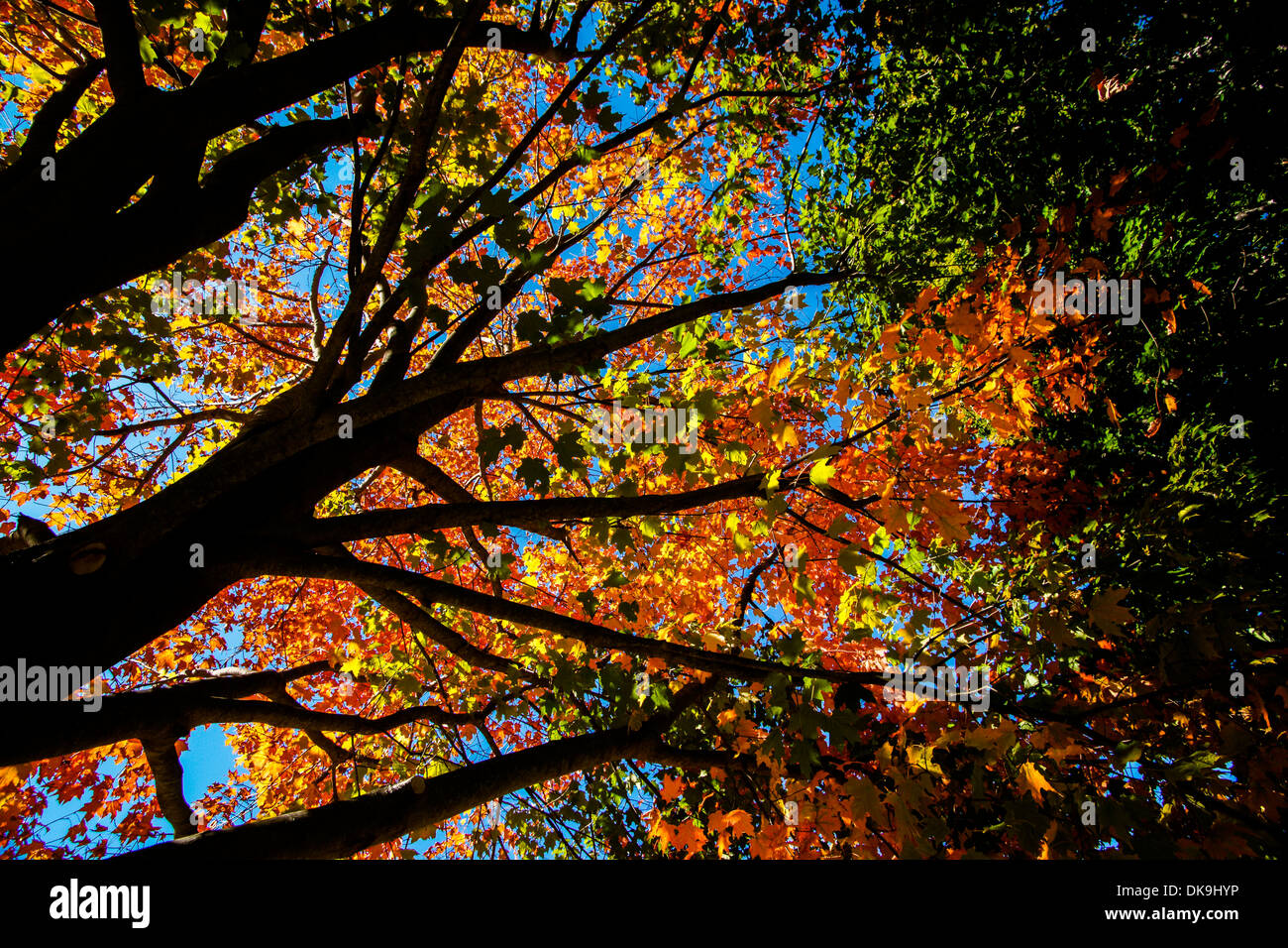 Tree branches vertical hi-res stock photography and images - Alamy
