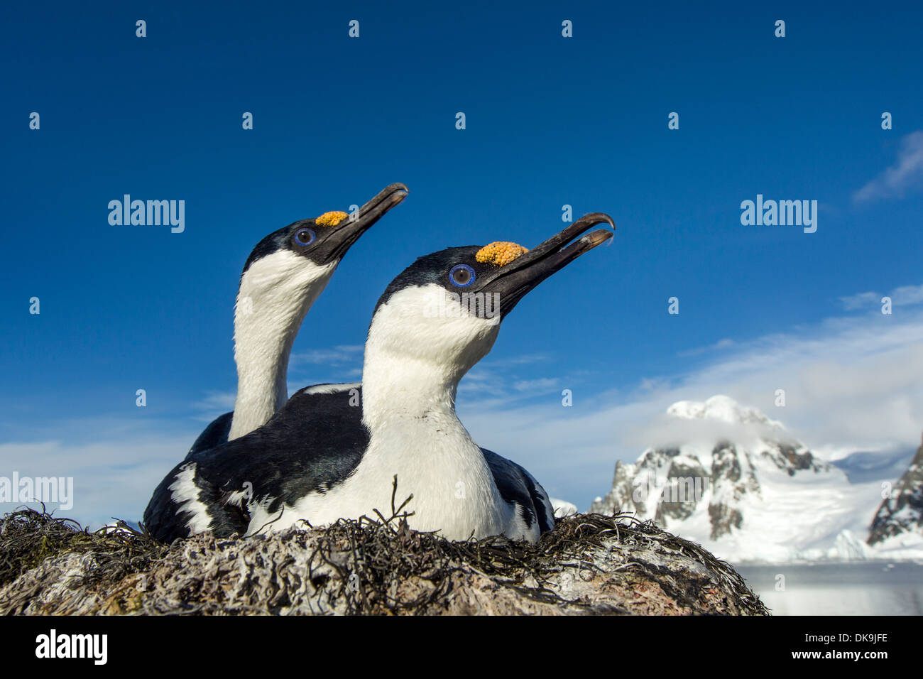 Blue shags hi-res stock photography and images - Alamy