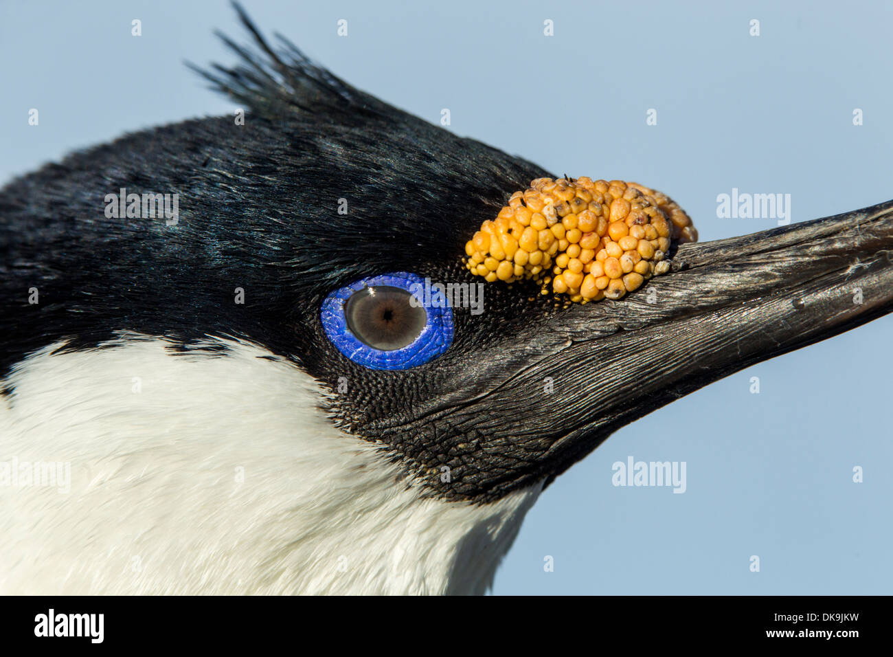 Antarctica, Petermann Island, Close-up of Blue-eyed Shag on nest ...