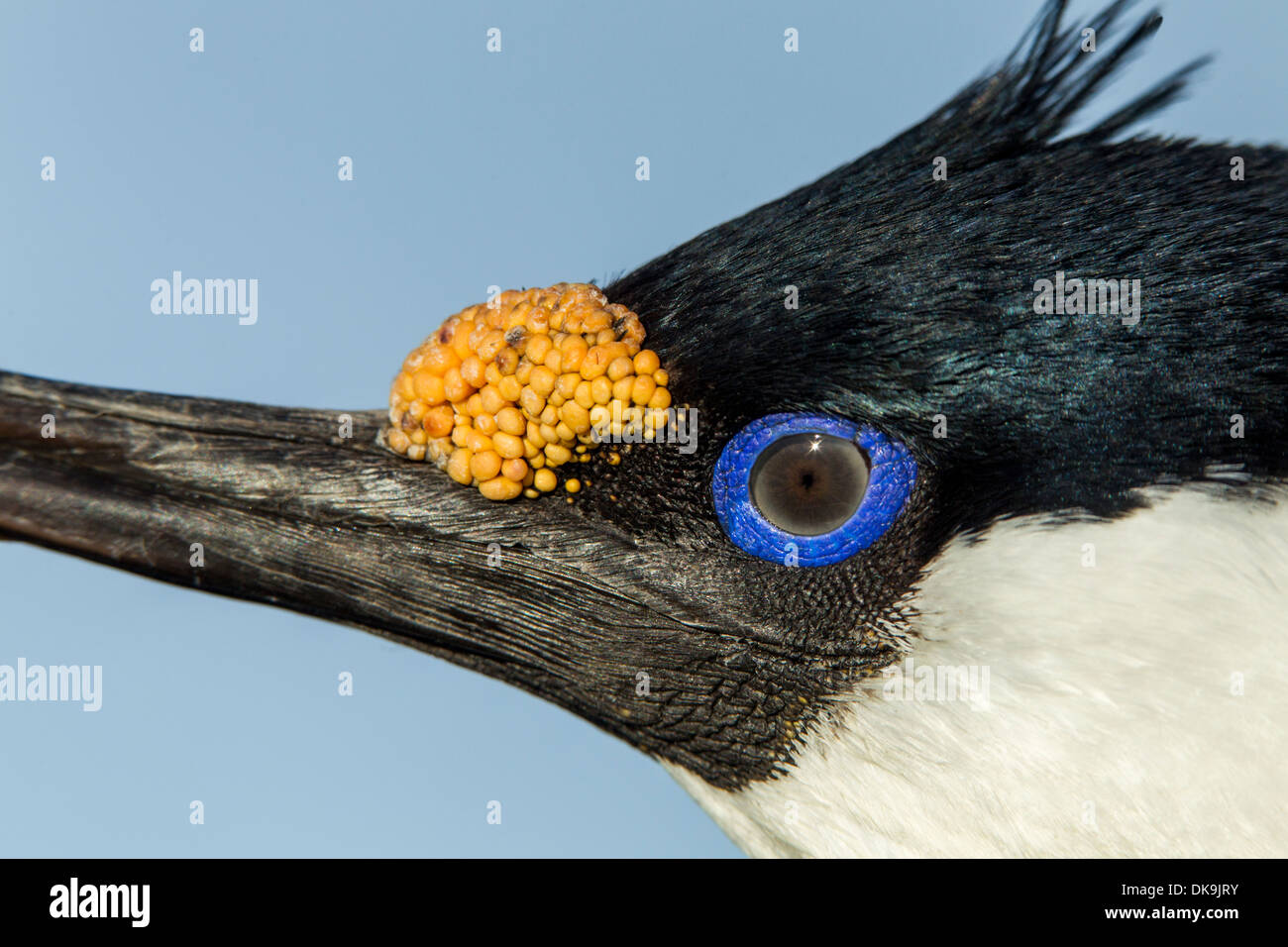 Antarctica, Petermann Island, Close-up of Blue-eyed Shag on nest ...