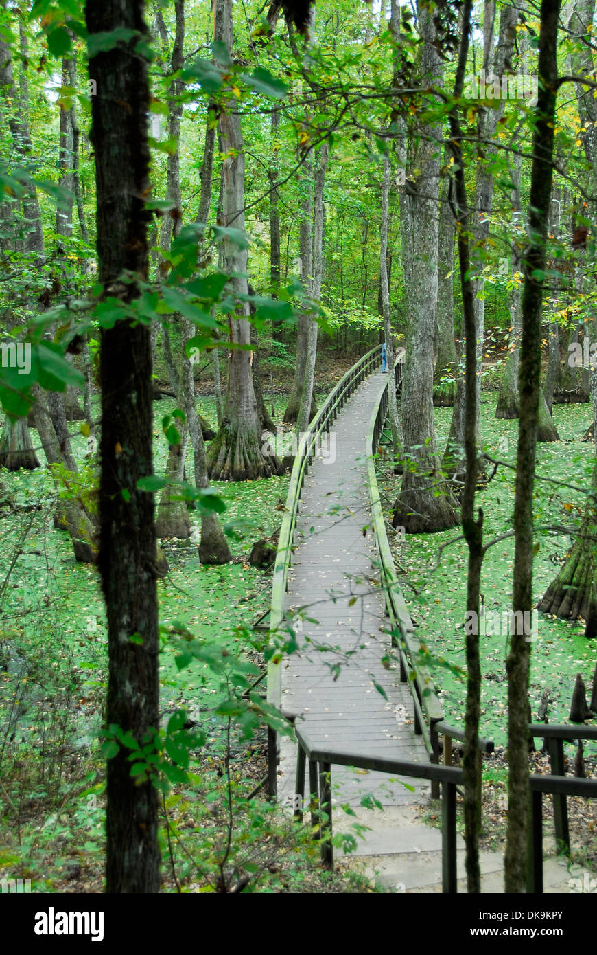 Tupelo-Bald Cypress Swamp on the Natchez Trace Parkway, Mississippi ...