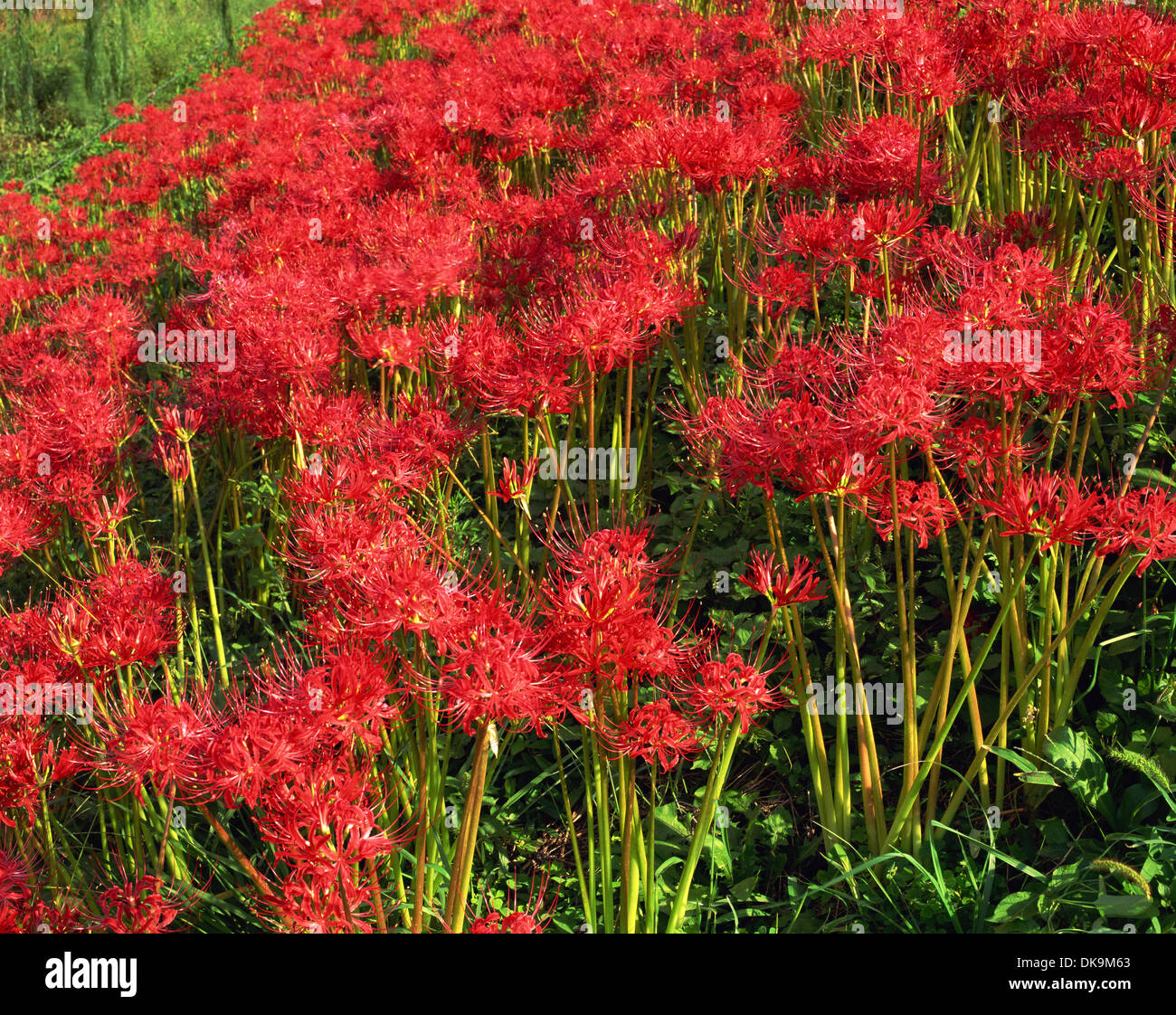 Amaryllidaceae hi-res stock photography and images - Alamy