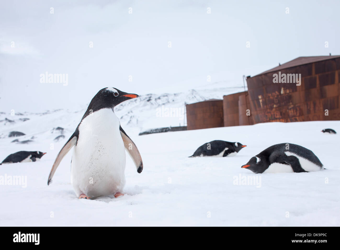 Whaling scenes hi-res stock photography and images - Alamy