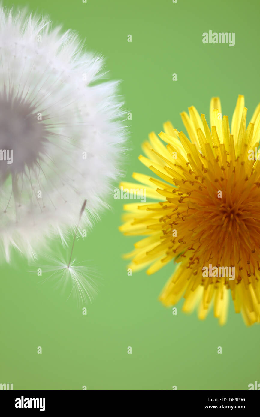 Two white dandelions close green hi-res stock photography and images ...