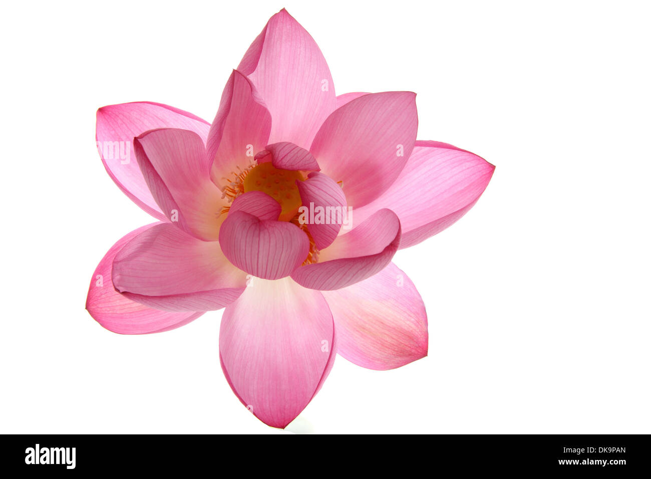 Lotus flower above hi-res stock photography and images - Alamy