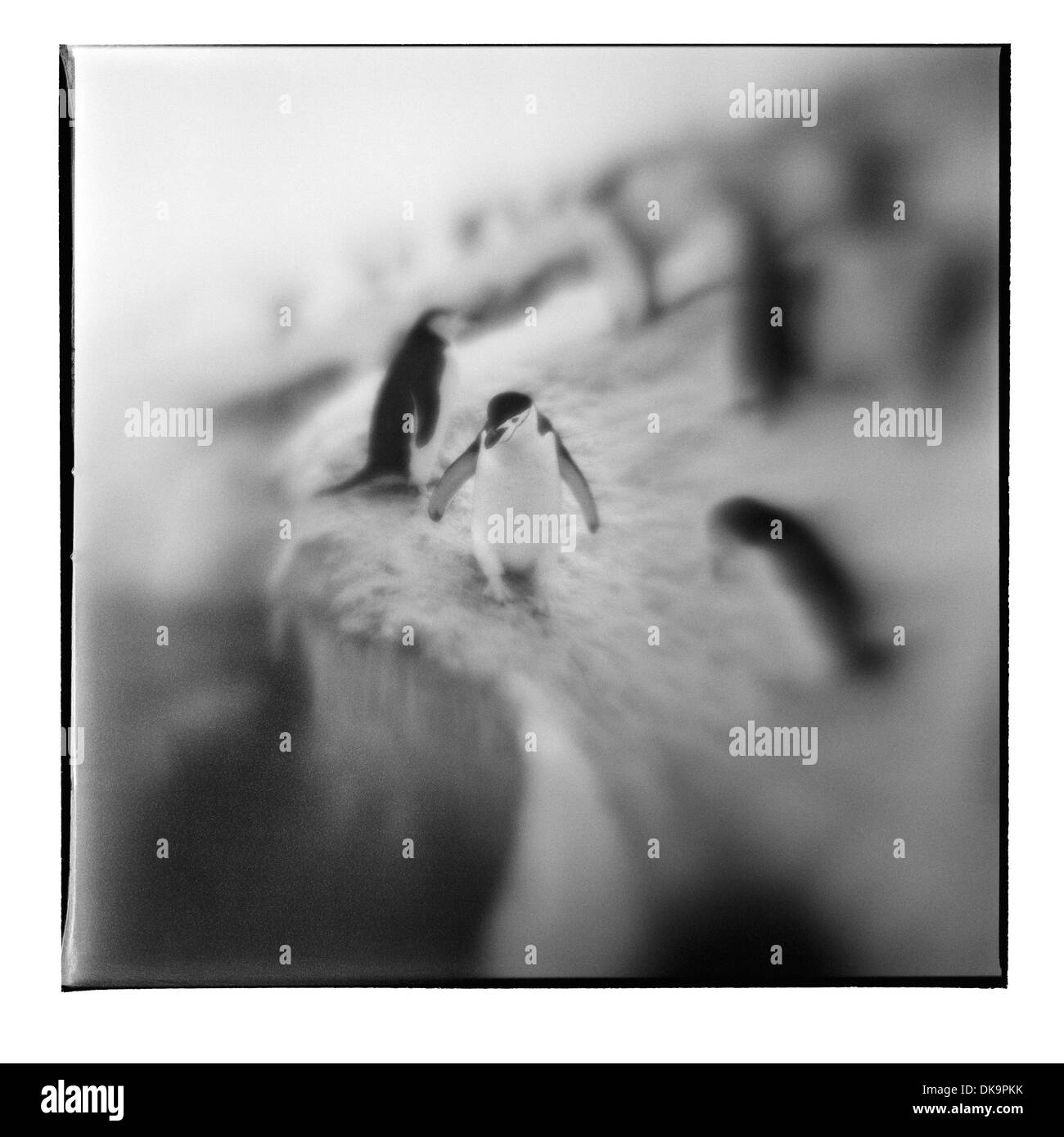 Antarctica, Deception Island, Blurred black and white image of ...