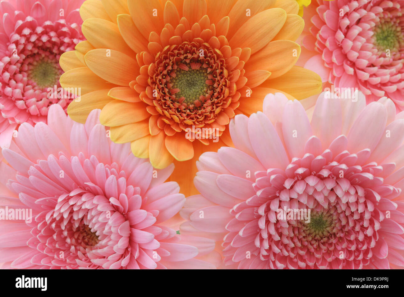 Gerbera flower side view hi-res stock photography and images - Alamy