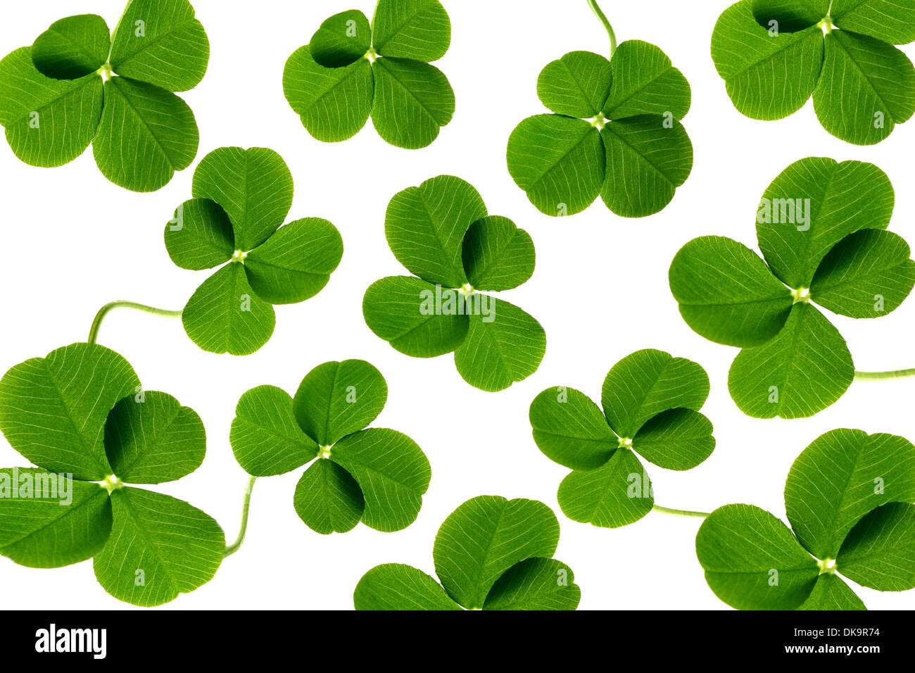 Japan clover hi-res stock photography and images - Alamy
