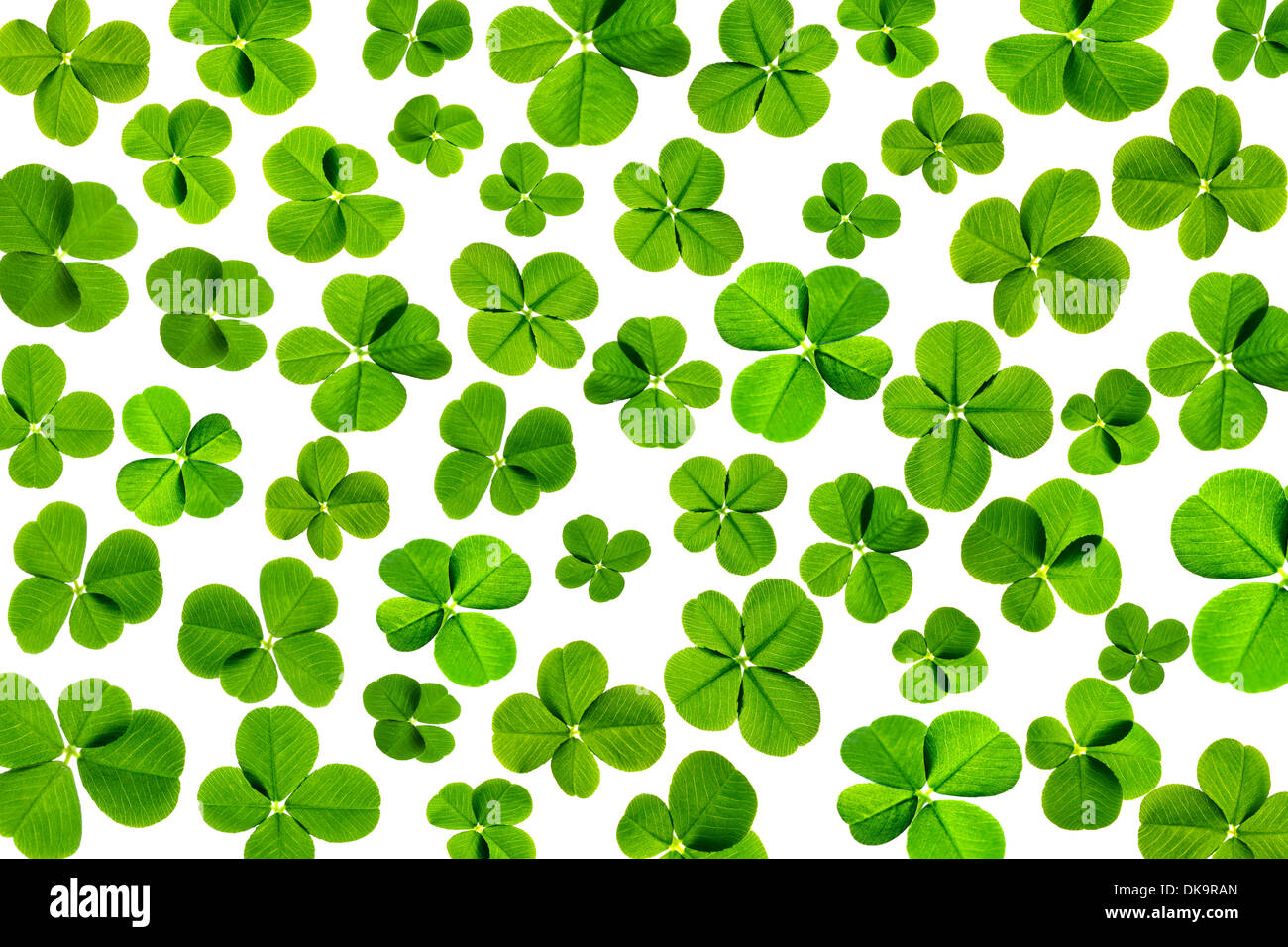 Japan clover hi-res stock photography and images - Alamy