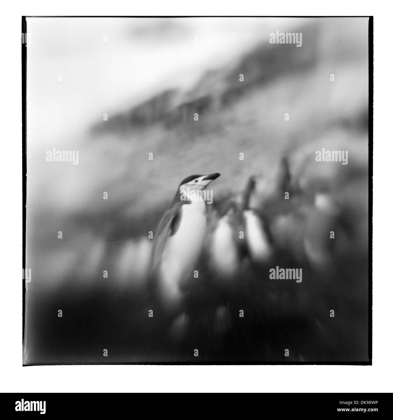 Antarctica, Deception Island, Blurred black and white image of ...