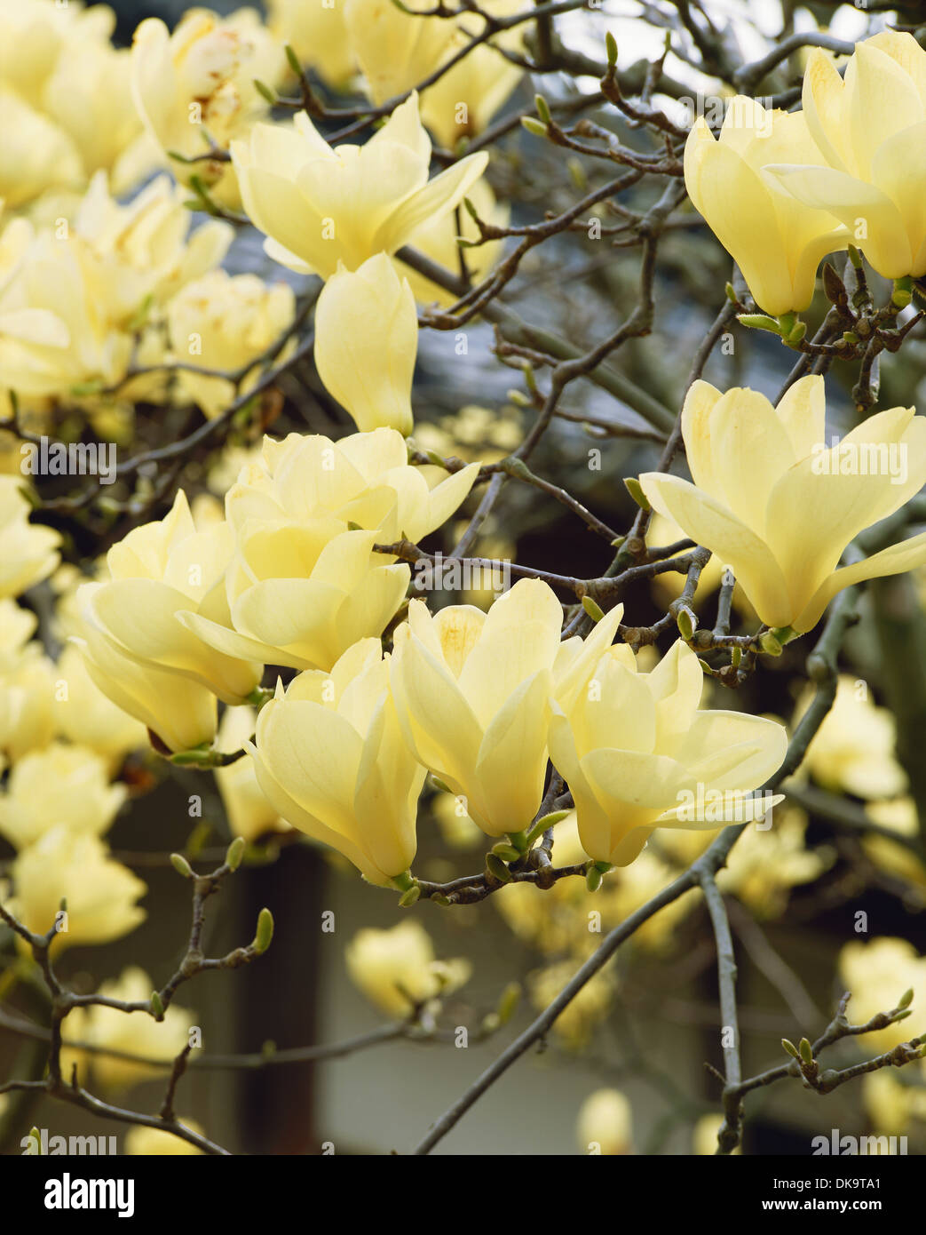 Temple magnolia hi-res stock photography and images - Alamy