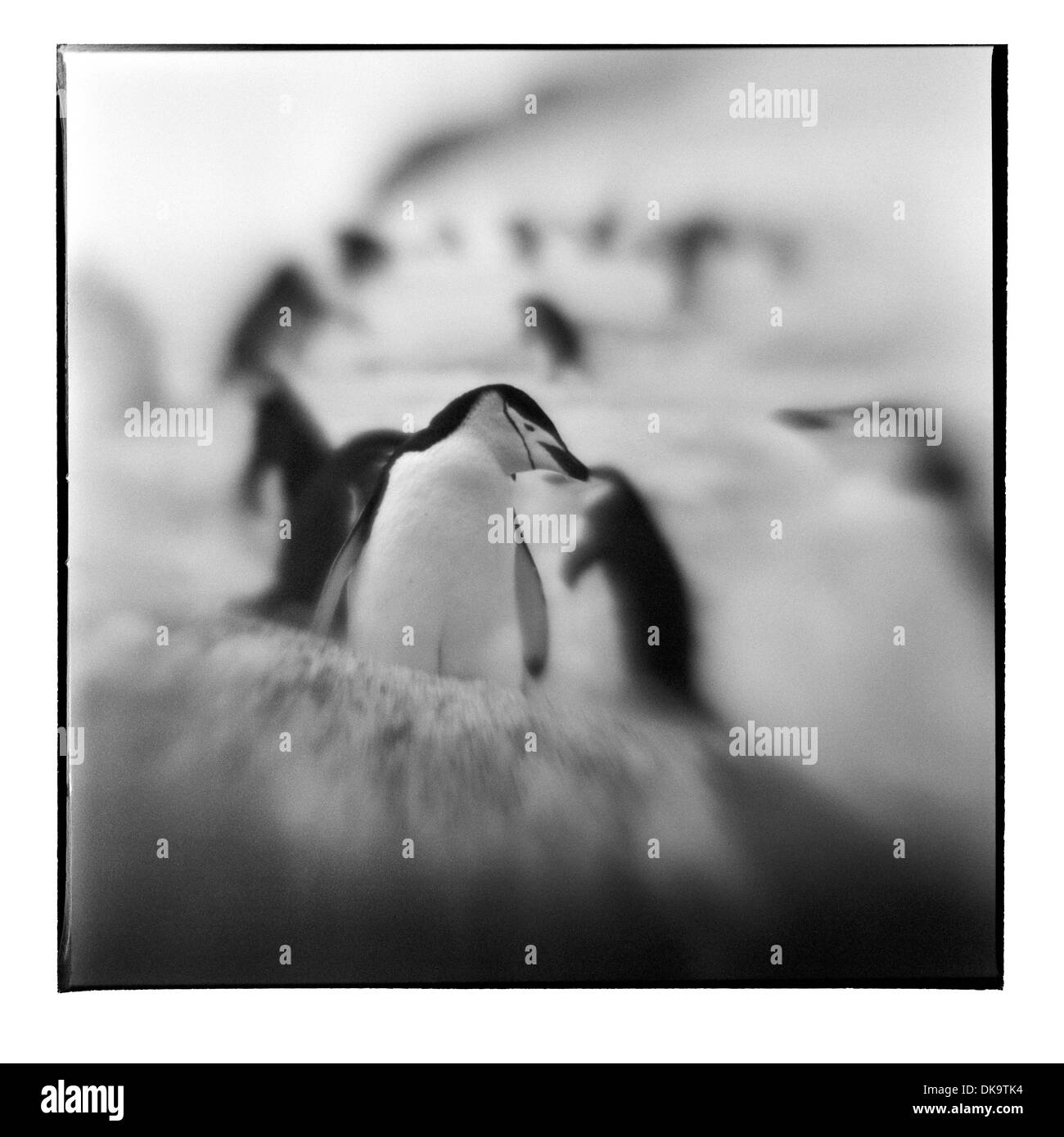 Antarctica, Deception Island, Blurred black and white image of ...