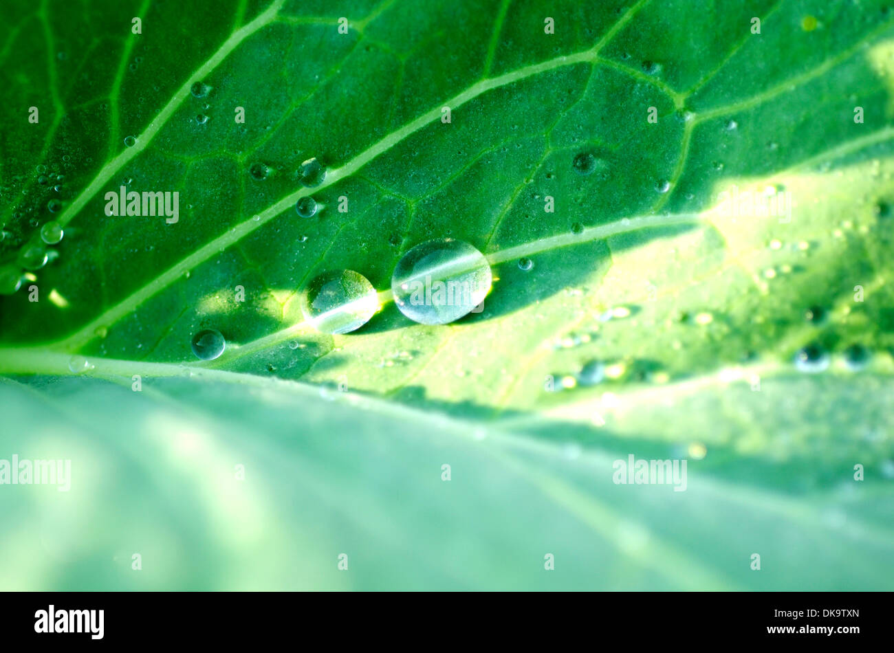 Water drops on a leaf Stock Photo - Alamy
