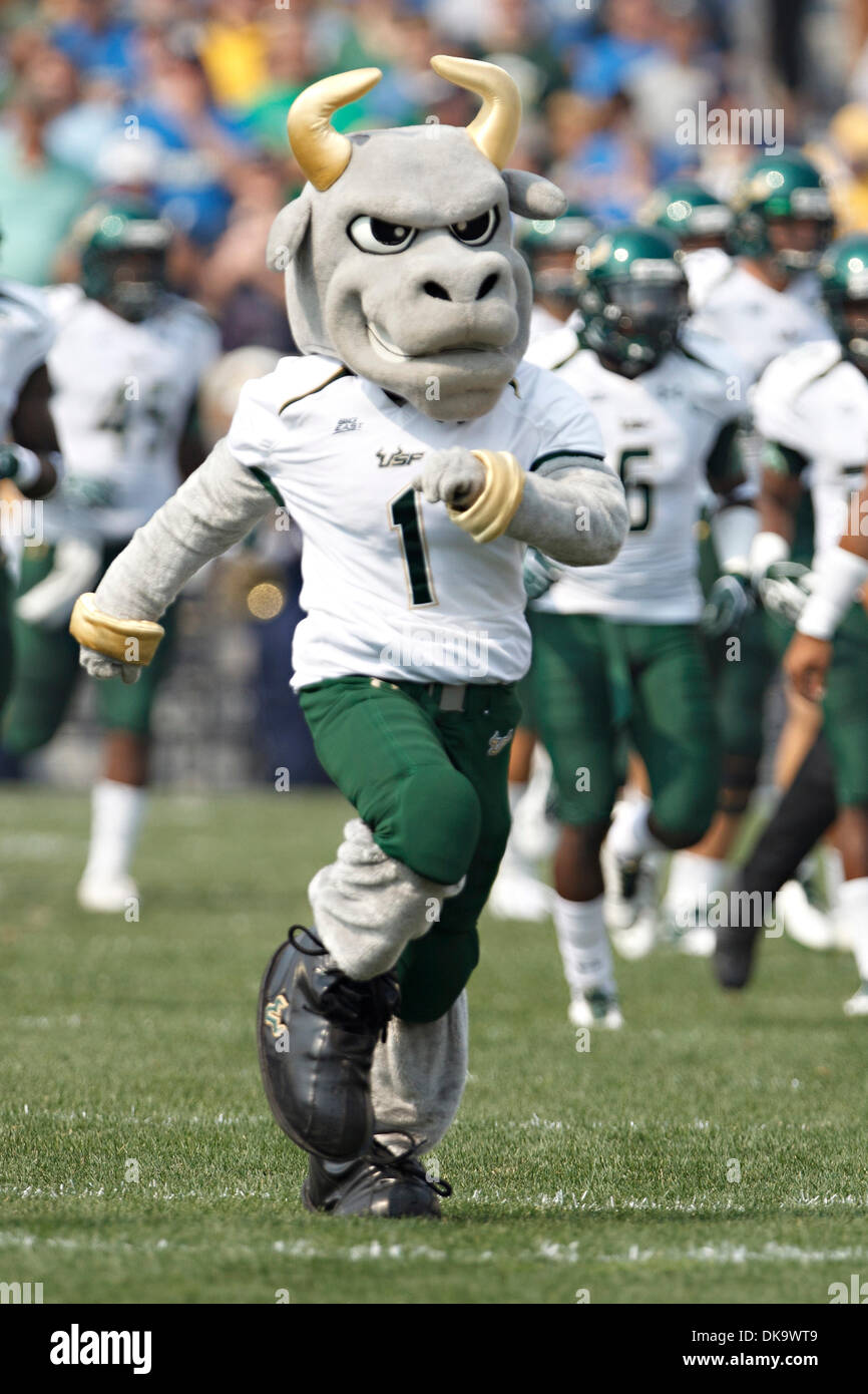 University of south florida bull hi-res stock photography and images ...