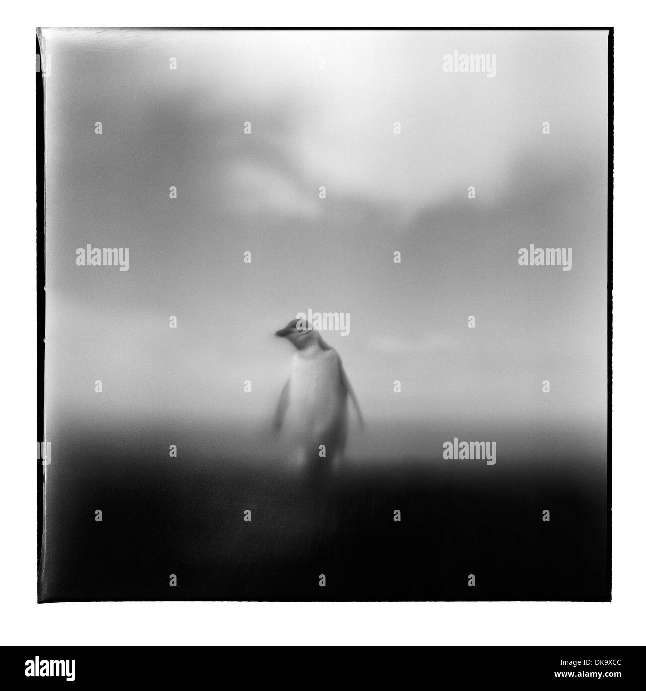 Antarctica, Deception Island, Blurred black and white image of ...