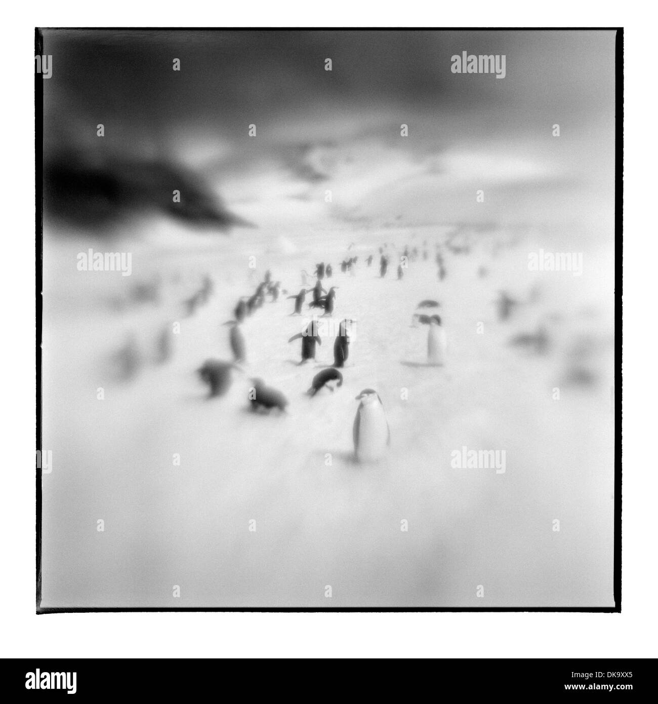 Antarctica, Deception Island, Blurred black and white image of ...