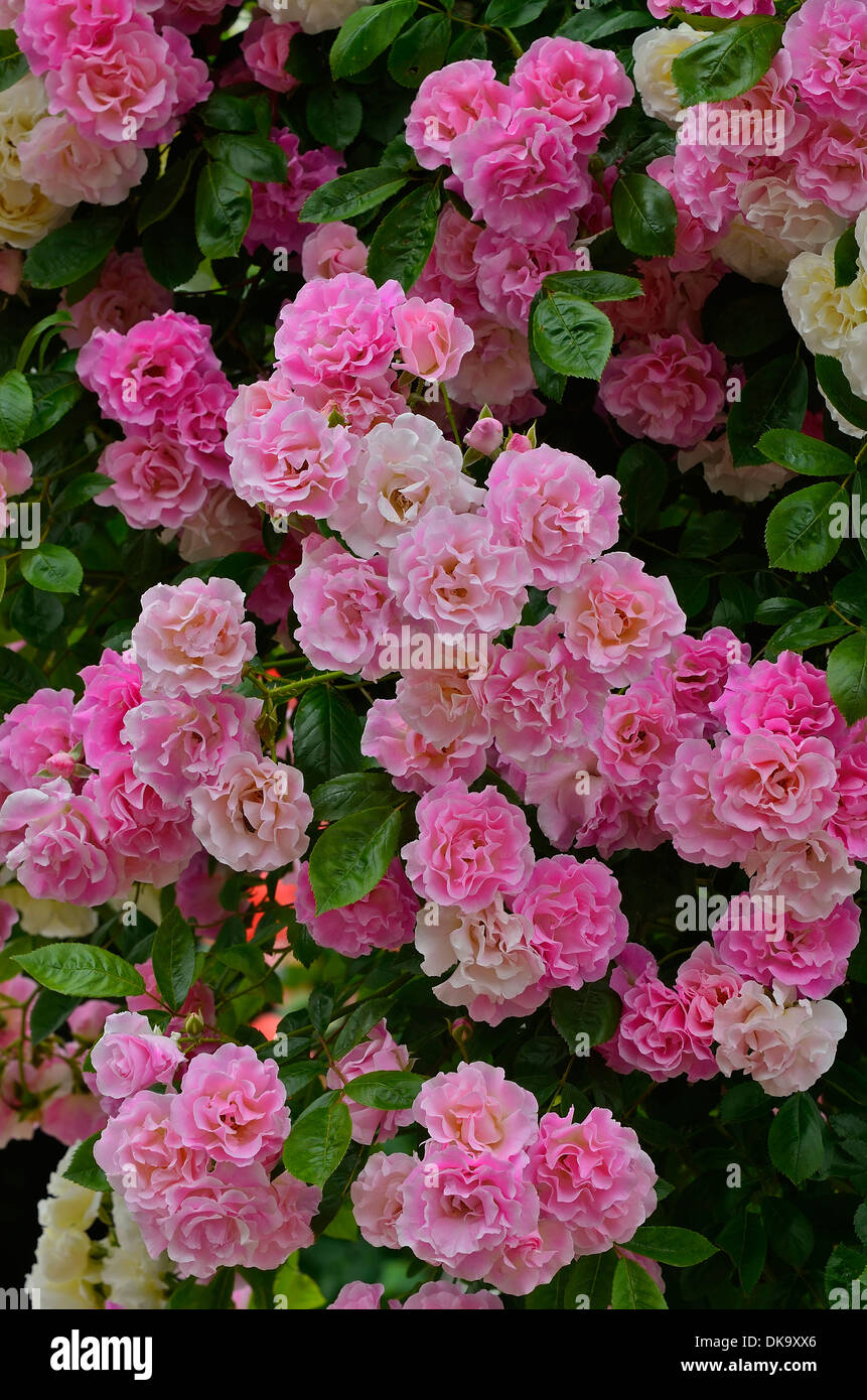 Japan roses in full bloom hi-res stock photography and images - Alamy