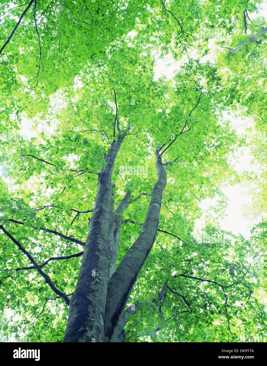 Buna tree, Aomori Stock Photo - Alamy