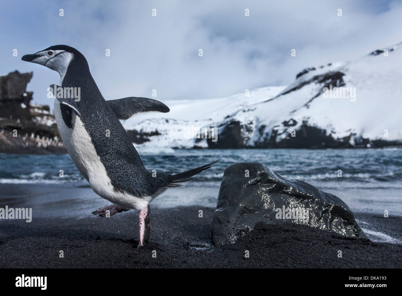 Funny animal scenes hi-res stock photography and images - Alamy