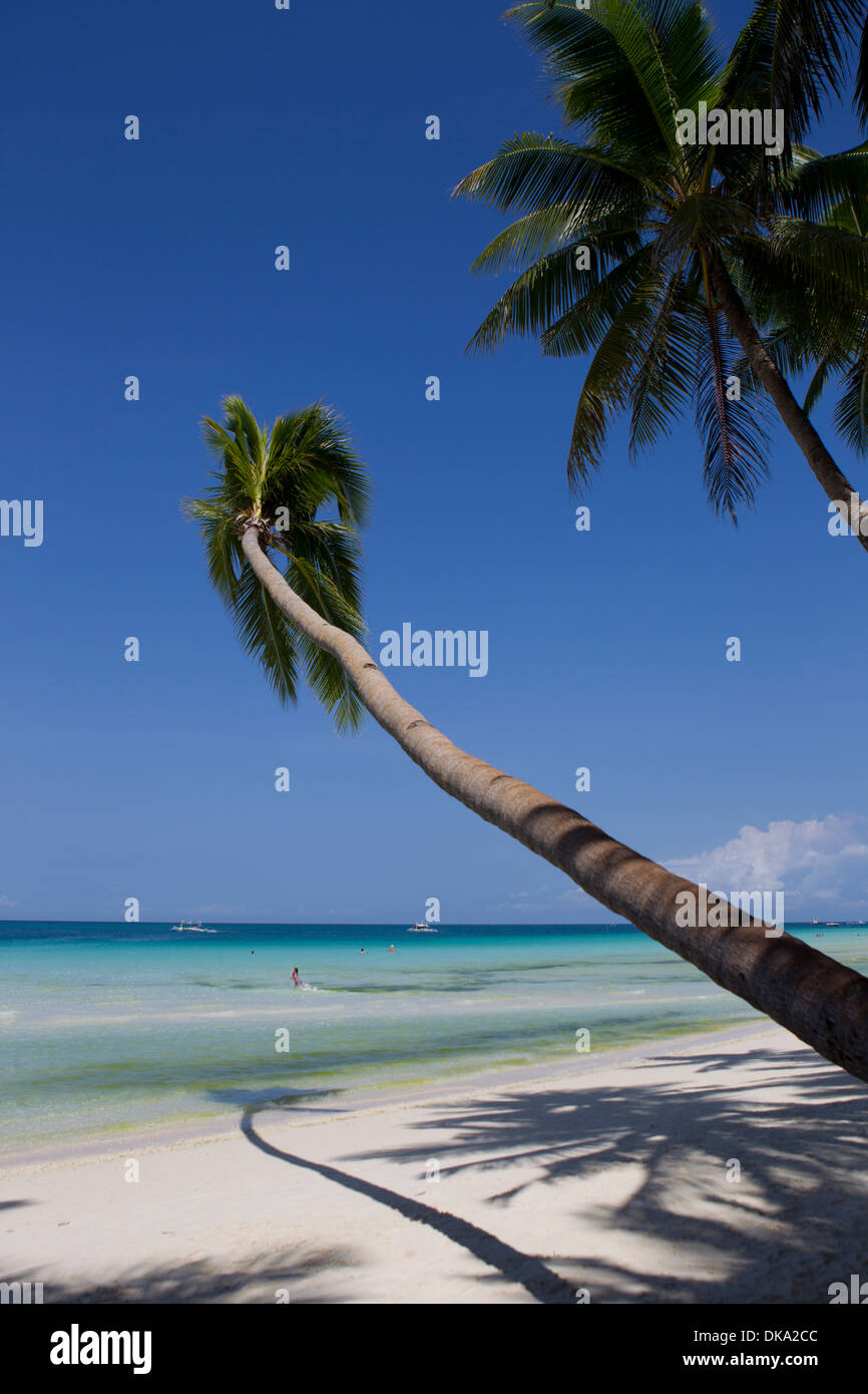 Coconut tree hangs over the edge of Boracay beach,Philippines Stock ...
