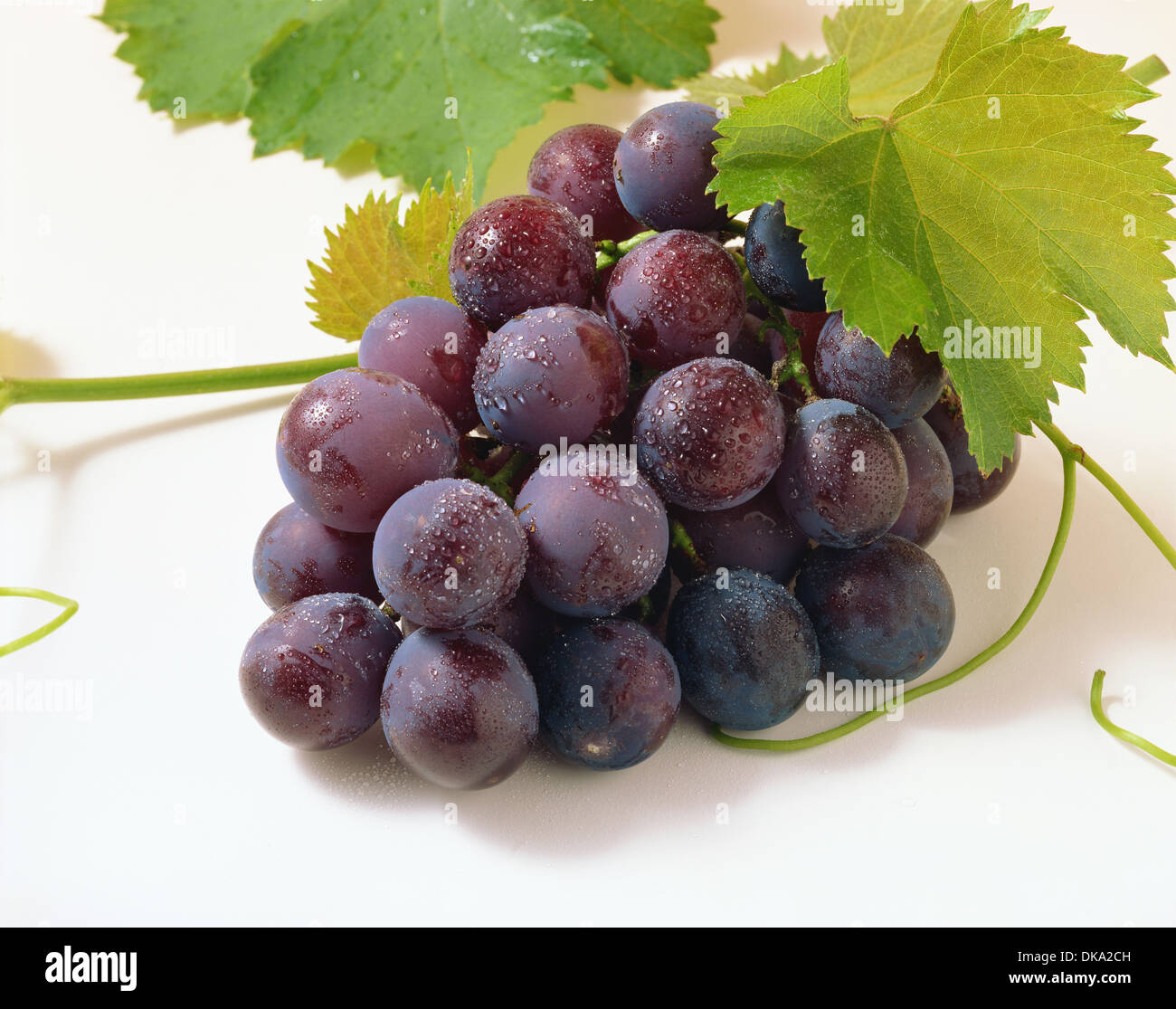 Orchard of green grapes hi-res stock photography and images - Alamy