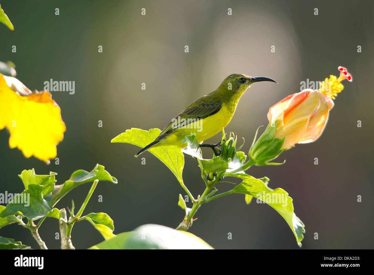 Olive Backed Sunbird Stock Photos & Olive Backed Sunbird Stock Images ...