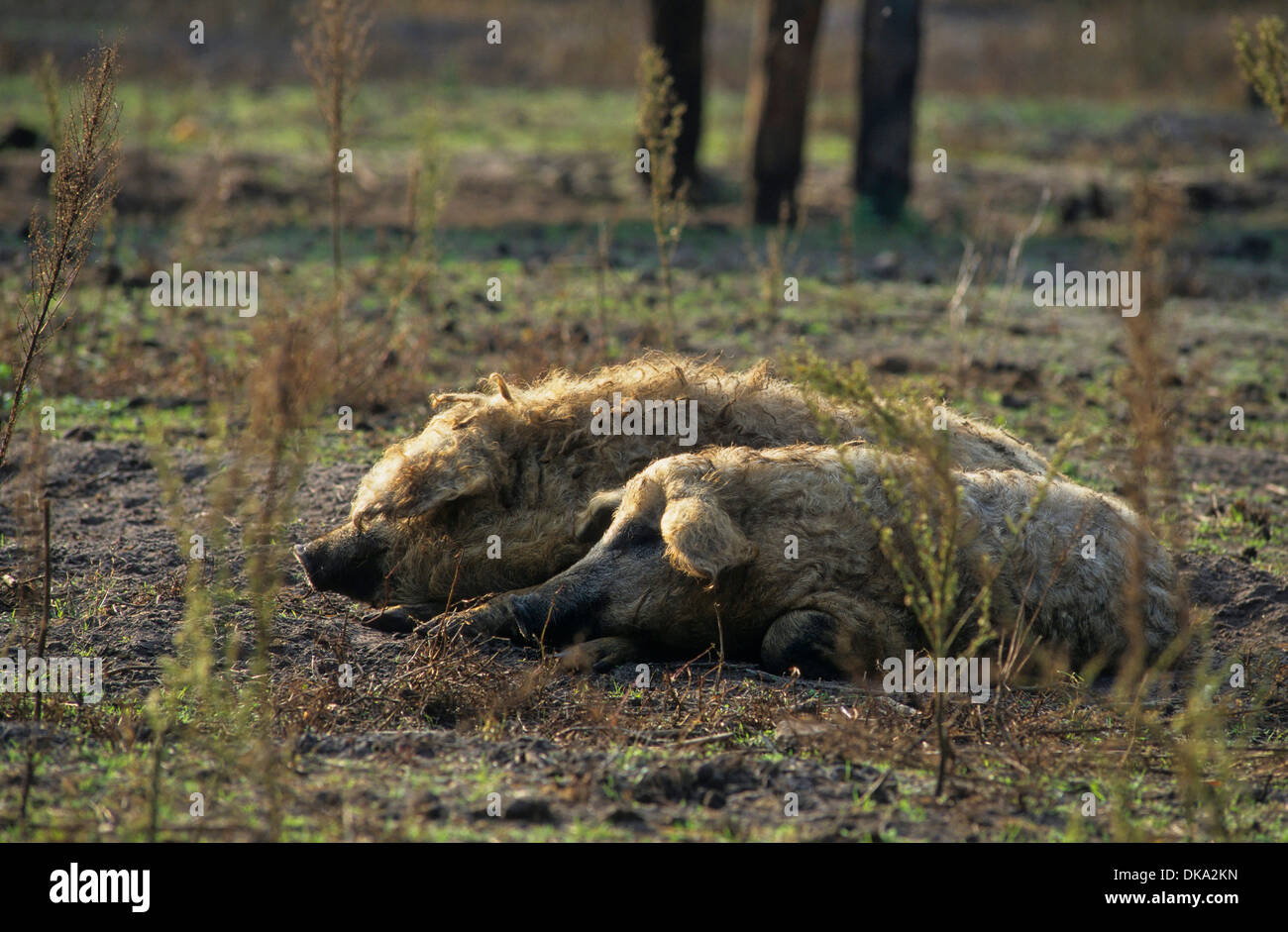 Mangalica-Schwein, Mangalitza, Mangaliza, Schafschwein, Mangalitza ...