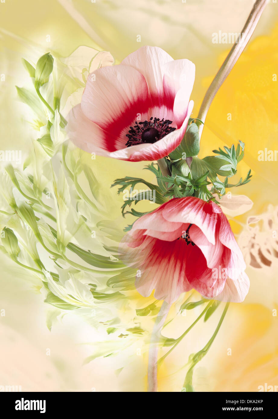 Flower illustration hi-res stock photography and images - Alamy