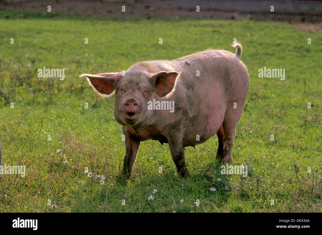 Sus scrofa domestica hi-res stock photography and images - Alamy