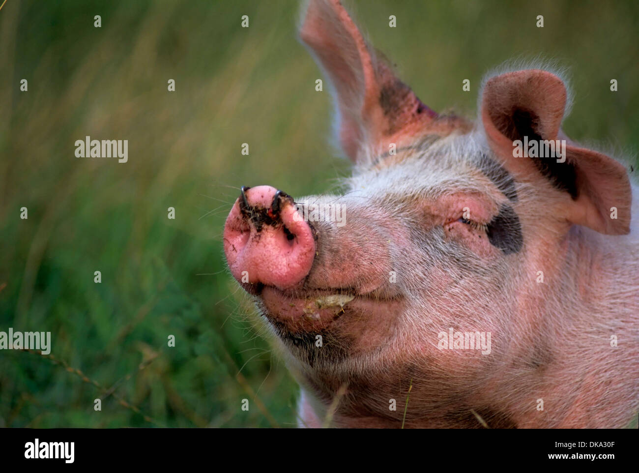 Sus scrofa domestica hi-res stock photography and images - Alamy