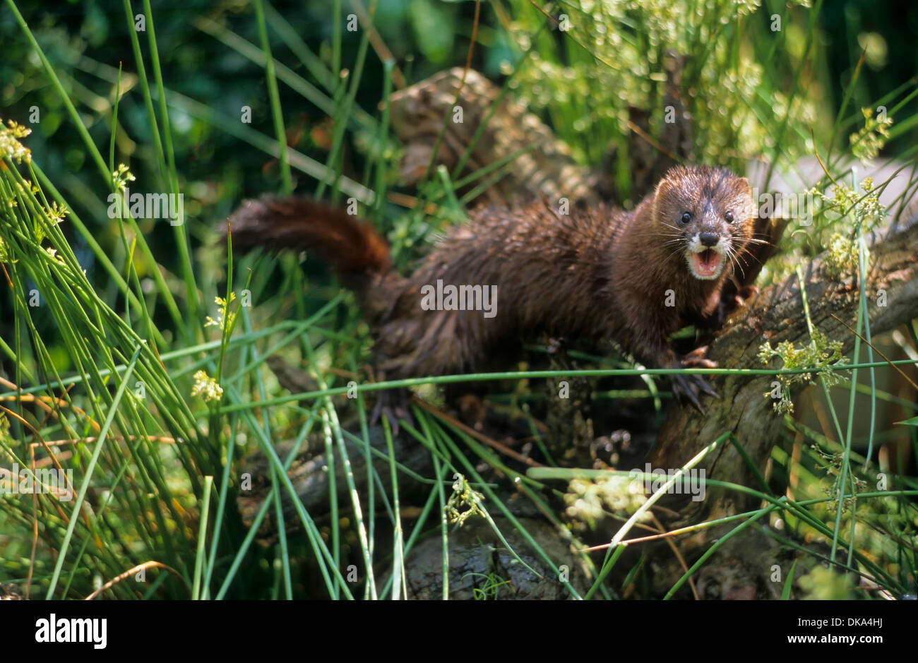 Europaischer nerz hi-res stock photography and images - Alamy