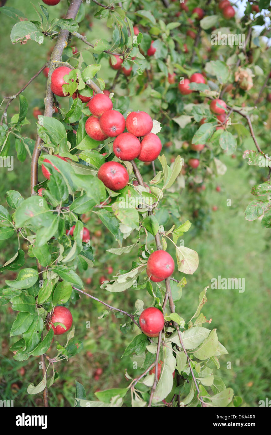 outdoor shot of apple garden Stock Photo - Alamy