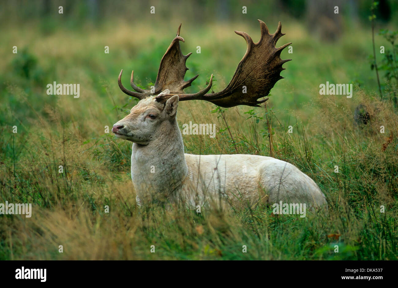 Fallow deer (Dama dama), rut, Damhirsch (Dama dama), Brunft, Damwild ...