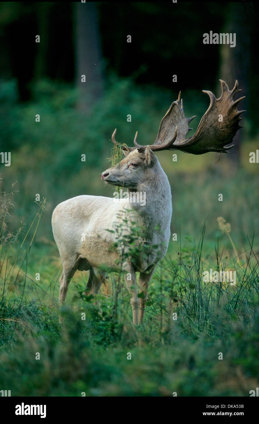 Fallow deer (Dama dama), rut, Damhirsch (Dama dama), Brunft, Damwild ...