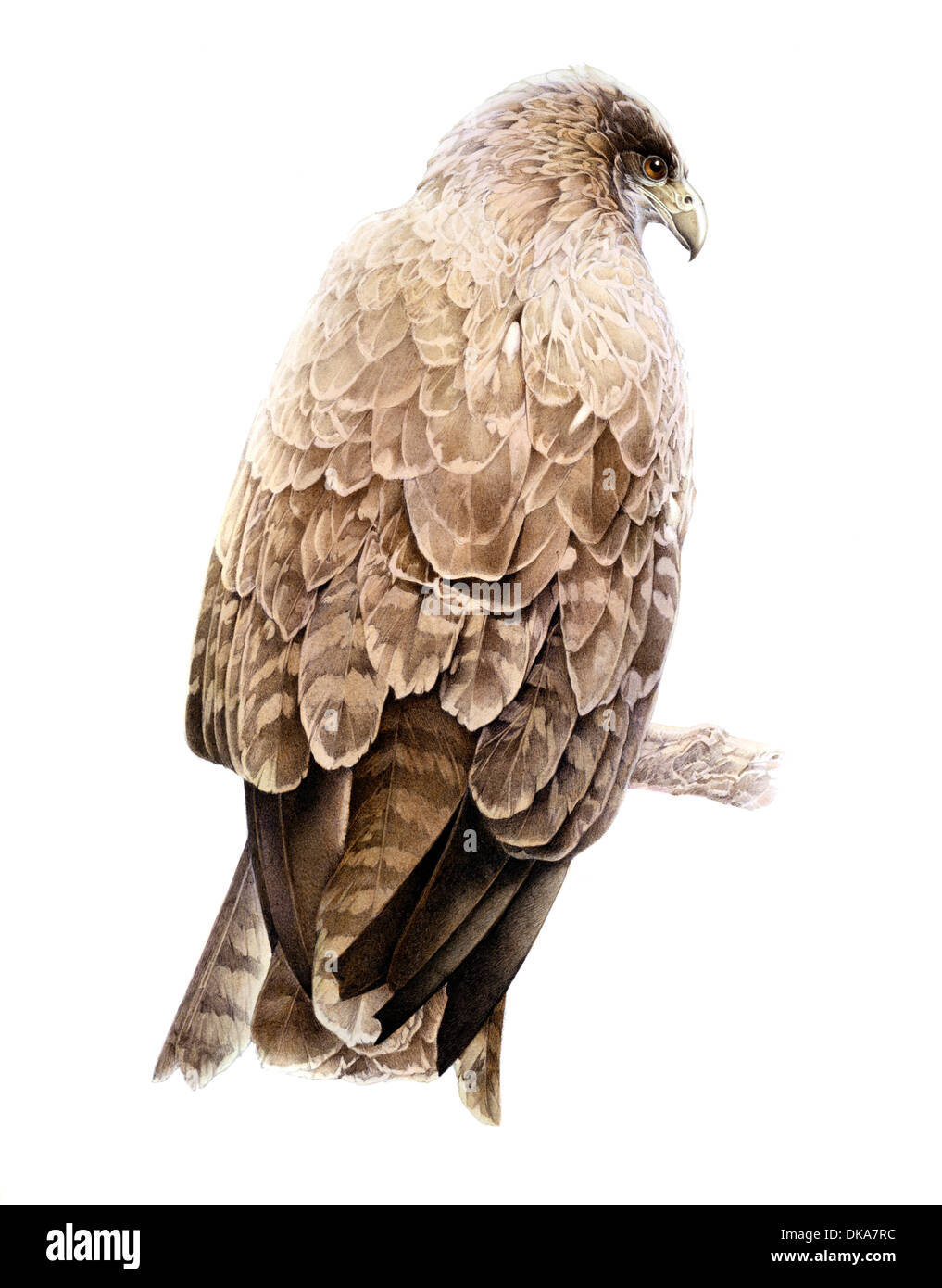 Bird I Stock Photo - Alamy