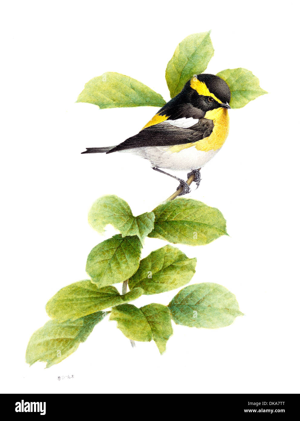 Bird I Stock Photo - Alamy