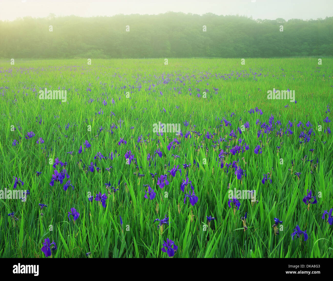 Evening at the iris field hi-res stock photography and images - Alamy