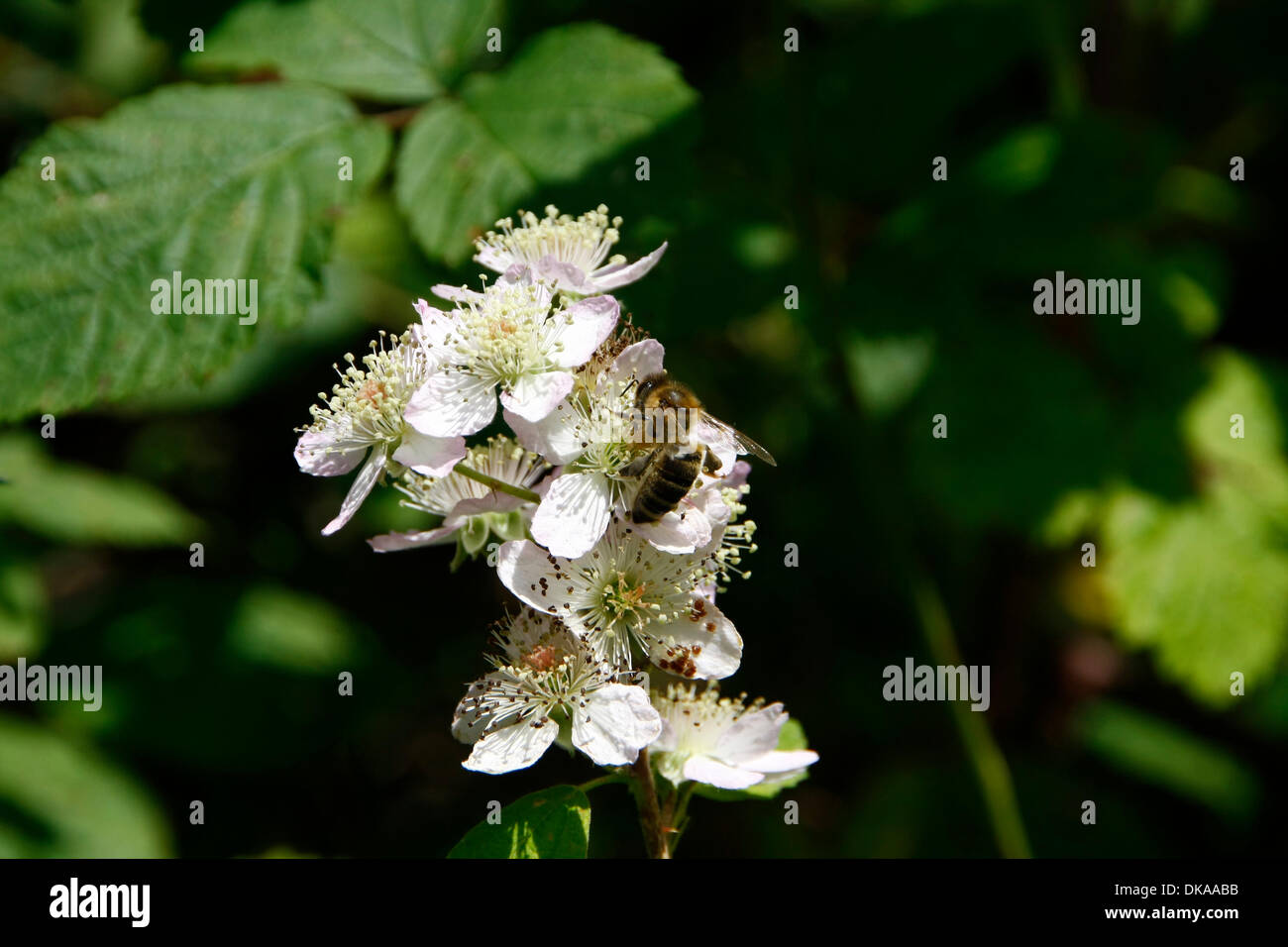 Rubus fructicosus hi-res stock photography and images - Alamy