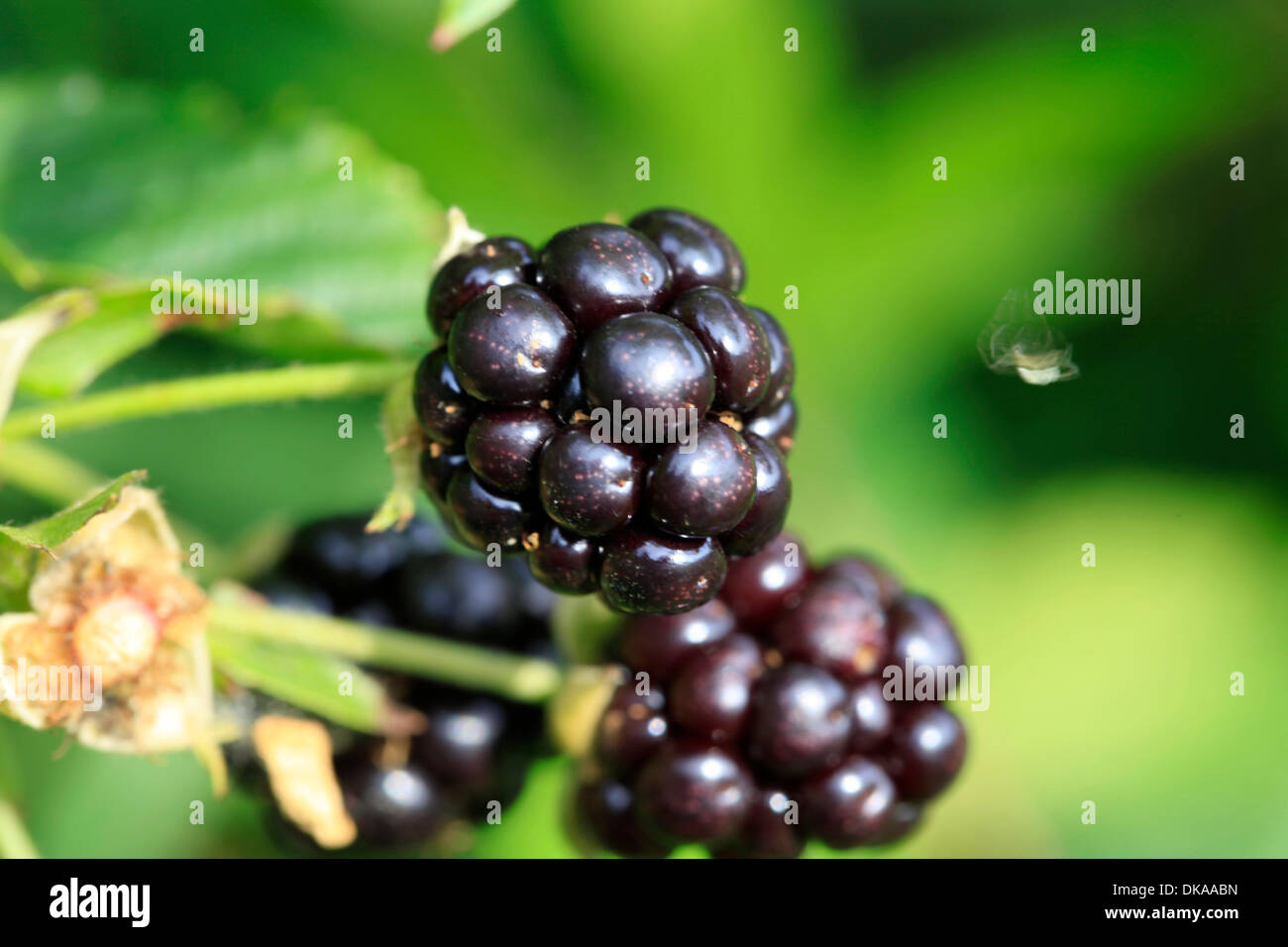 Ripe and non-ripe stages of the blackberry fruits (Rubus fruticosus ...