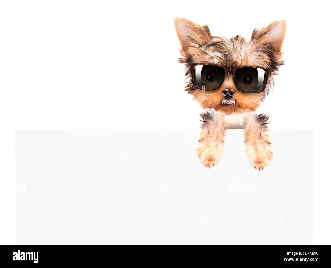 very angry dog with fashion shades above billboard on a white ...