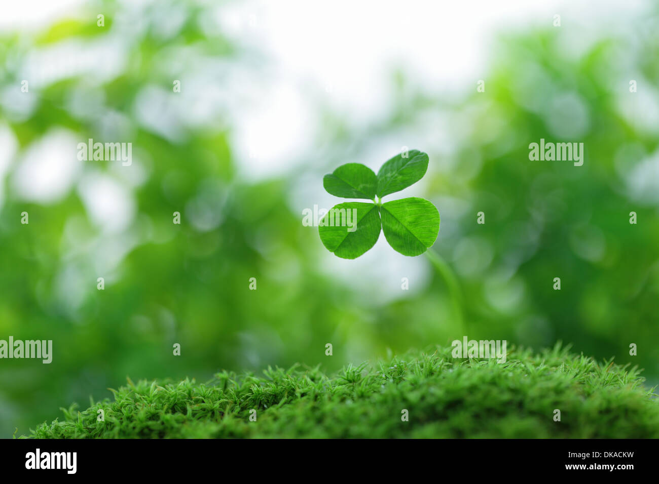 Back clover hi-res stock photography and images - Alamy