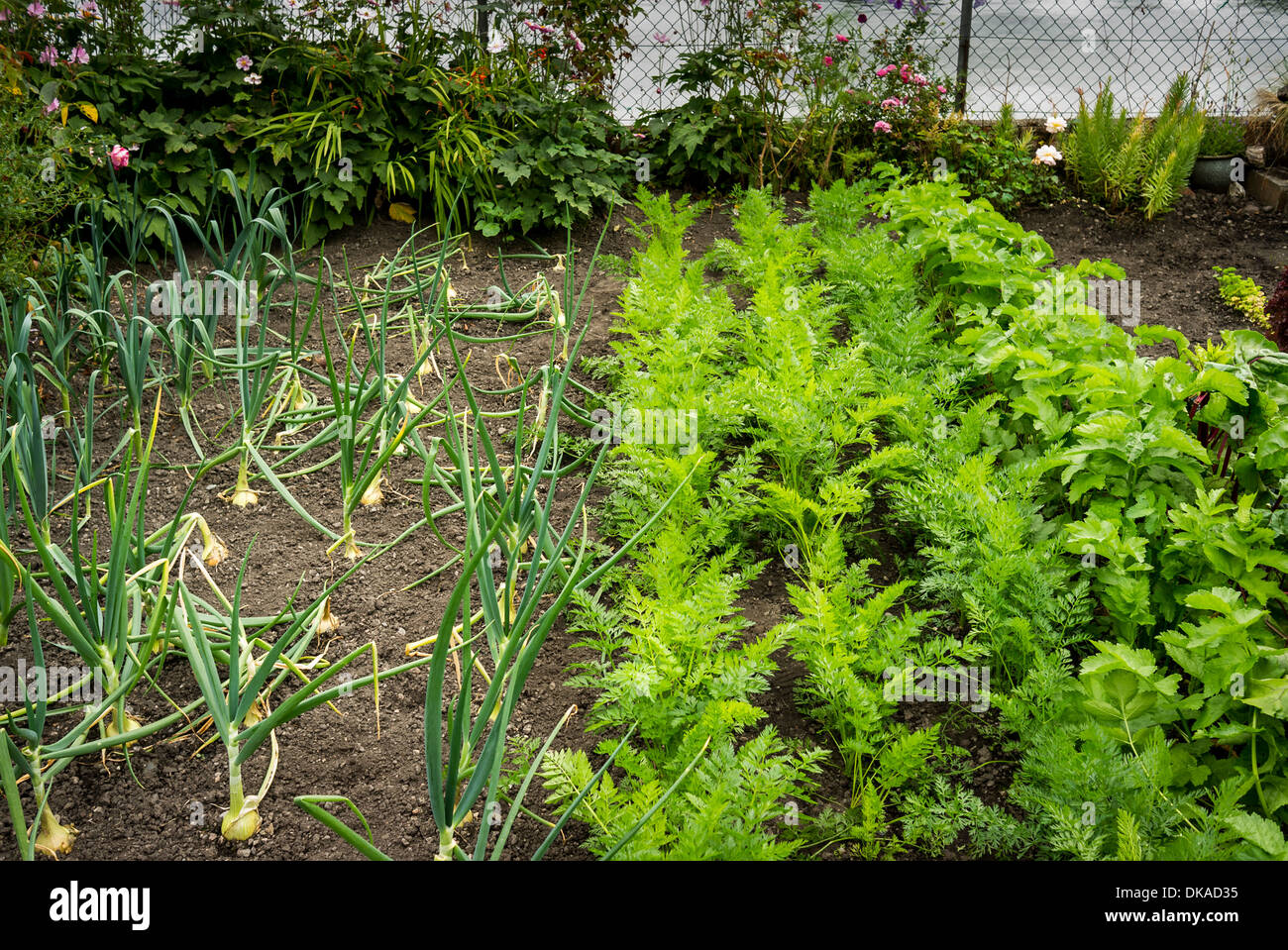 Root crops hi-res stock photography and images - Alamy