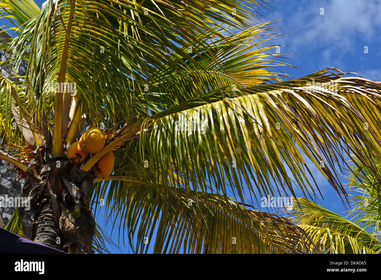 Milk fruit tree hi-res stock photography and images - Alamy