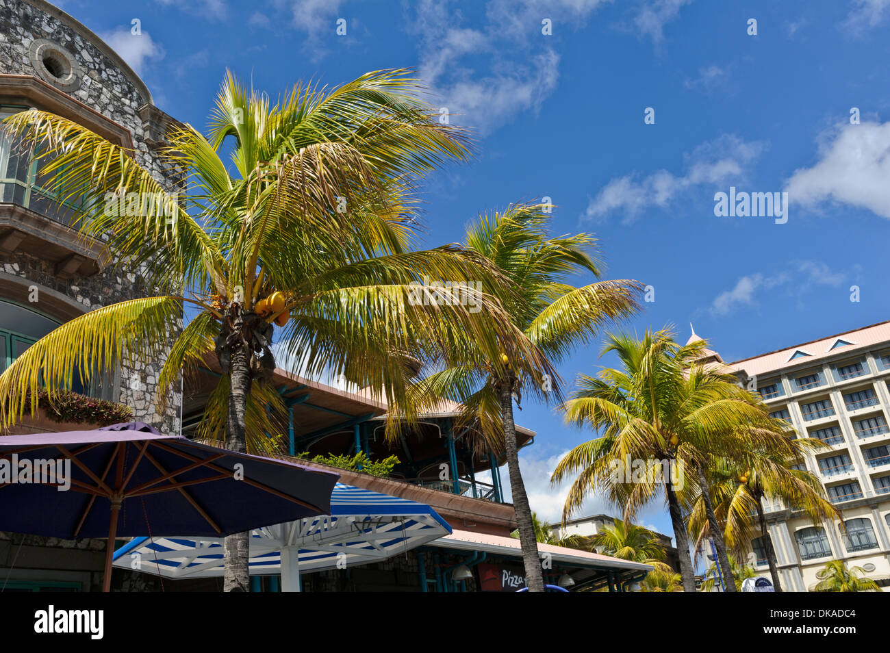 Coconut trees, Mauritius Stock Photo - Alamy