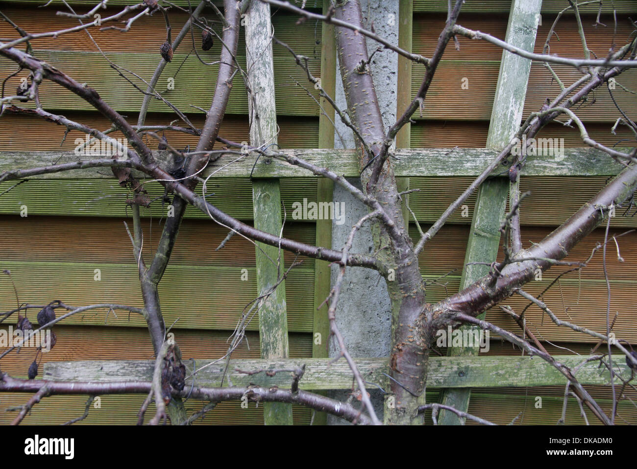 Stunted growth hi-res stock photography and images - Alamy