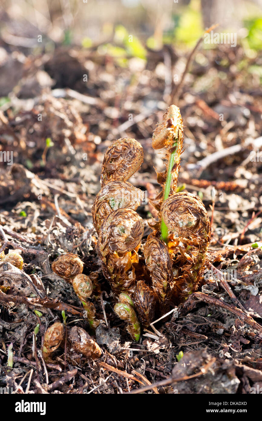 Spring bracken hi-res stock photography and images - Alamy