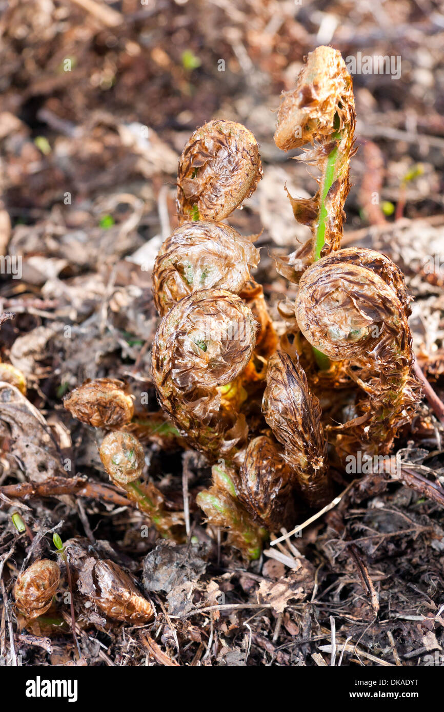 Bracken fern plant hi-res stock photography and images - Alamy