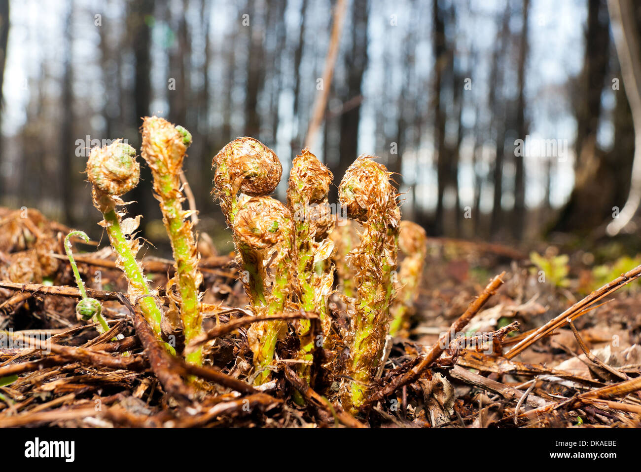 Spring flora forest ferns hi-res stock photography and images - Alamy