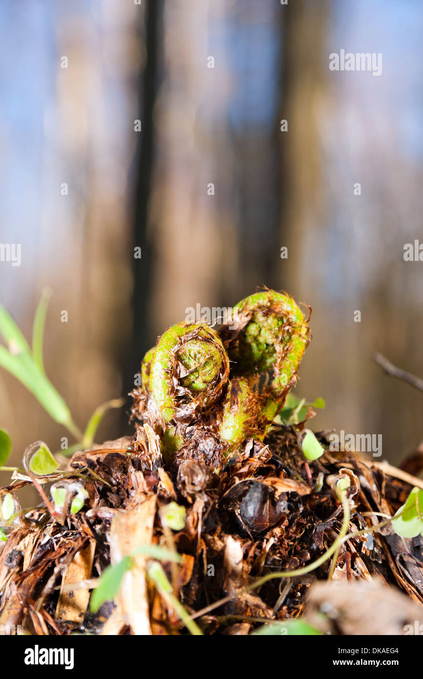 Bracken macro hi-res stock photography and images - Alamy