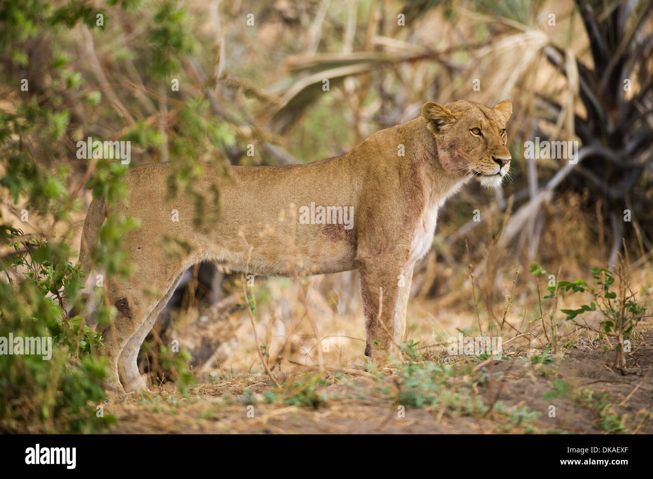 Blood lion hi-res stock photography and images - Alamy